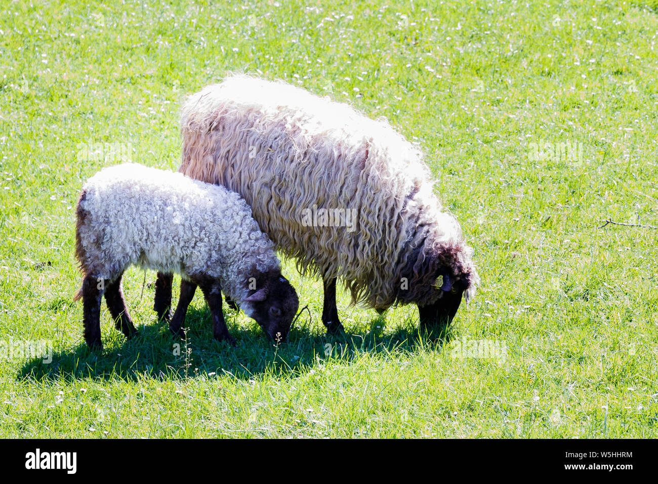 sheep eating in the grass Stock Photo - Alamy