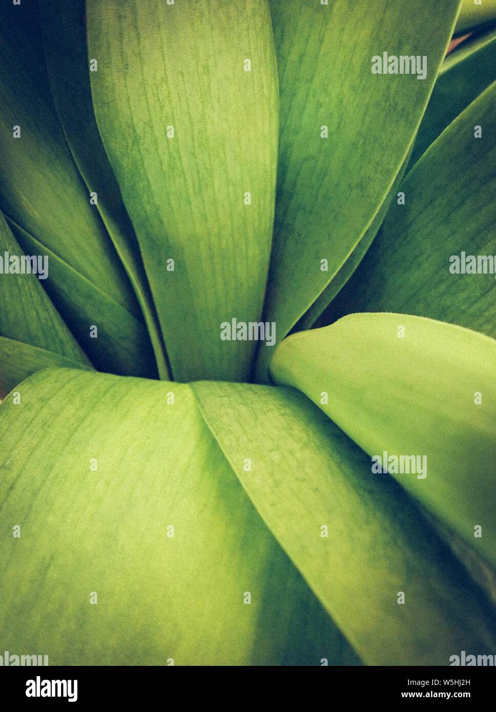 Long vector vertical background hi-res stock photography and images - Alamy