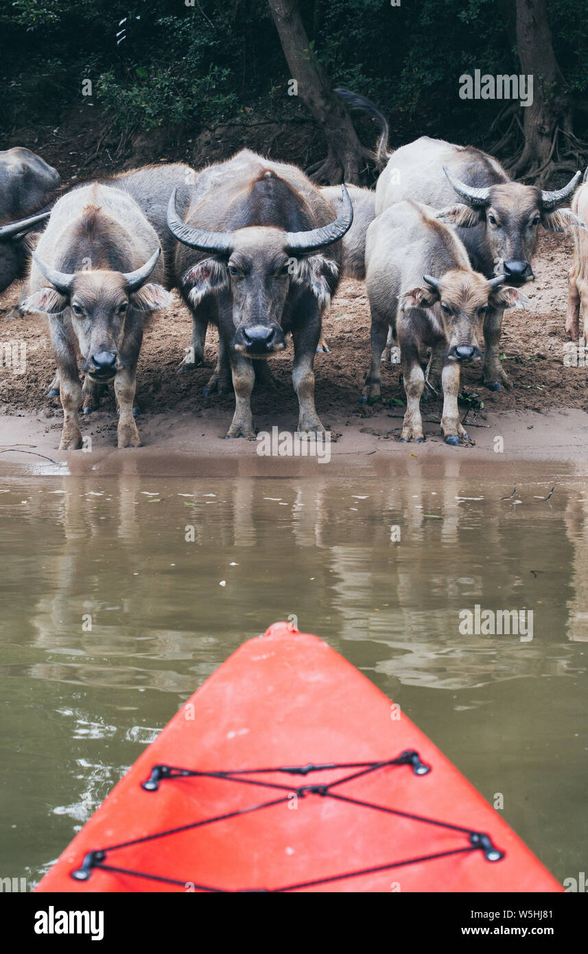 Kayak nose overlooking herd of water buffalo drinking water on Nam Ou ...