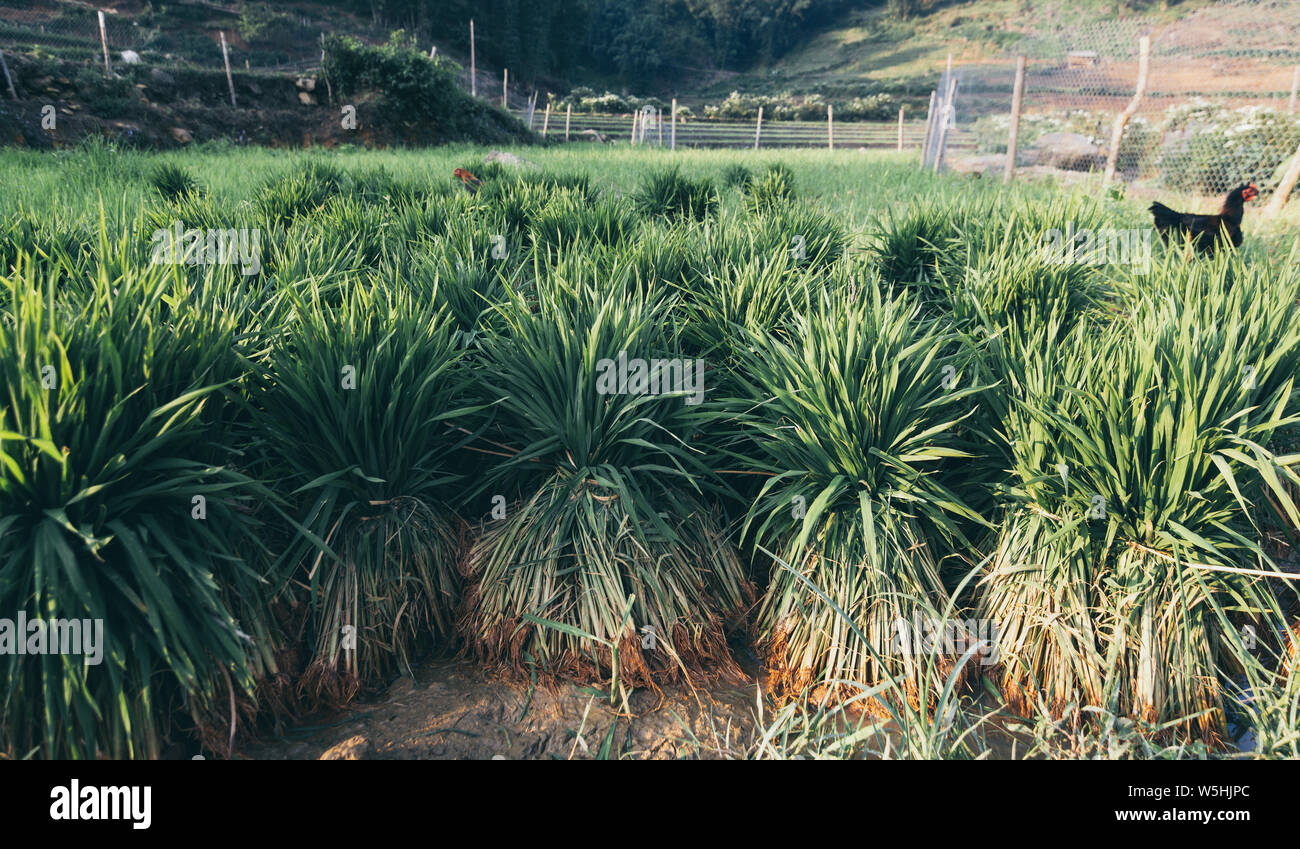 Planting rice seed hi-res stock photography and images - Alamy