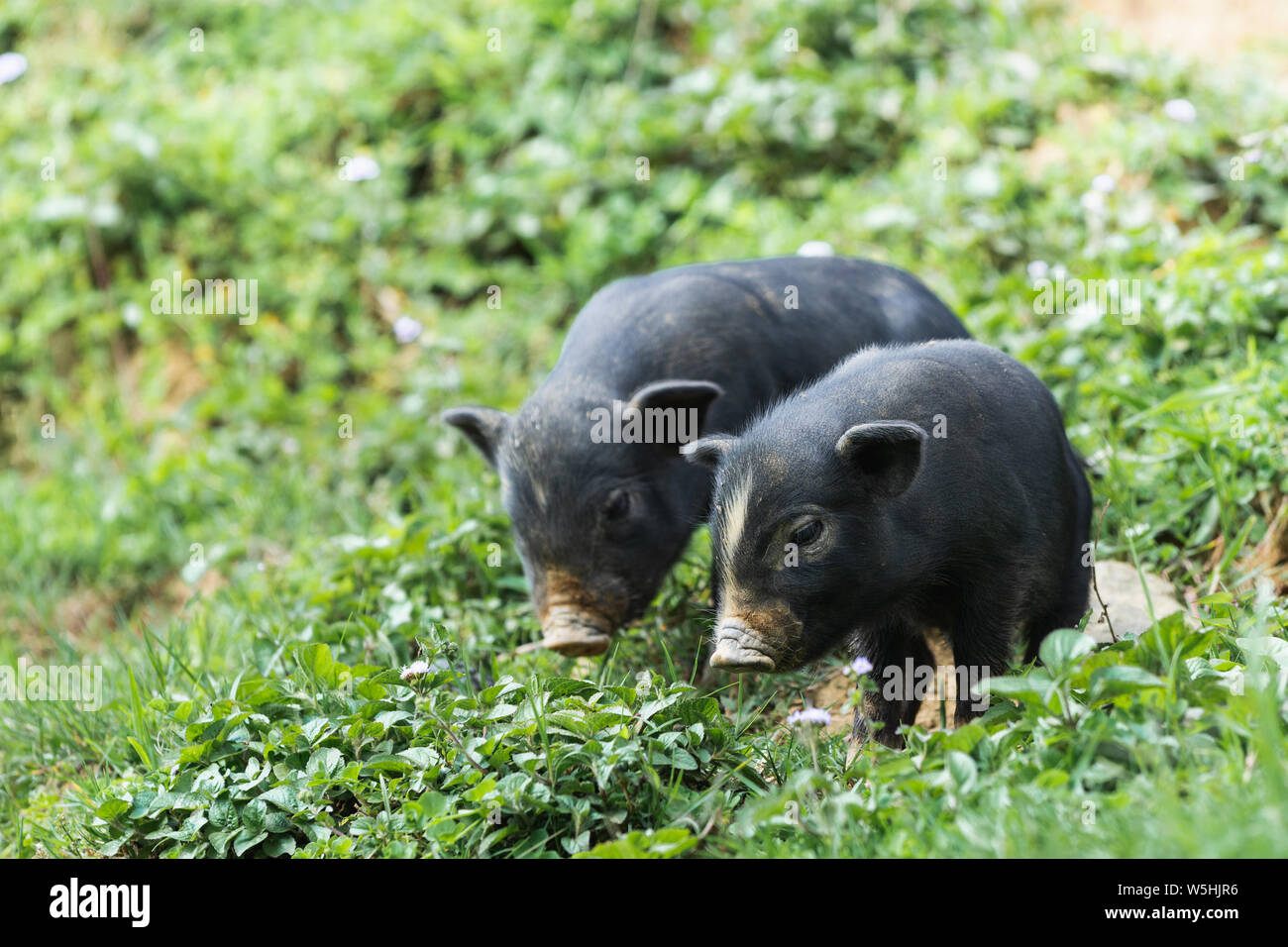Cute little piglet hi-res stock photography and images - Alamy