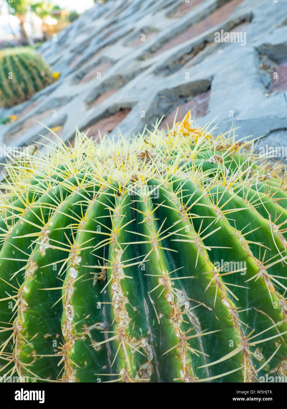Side view of round cactus with many thorn are decorated in a beautiful ...