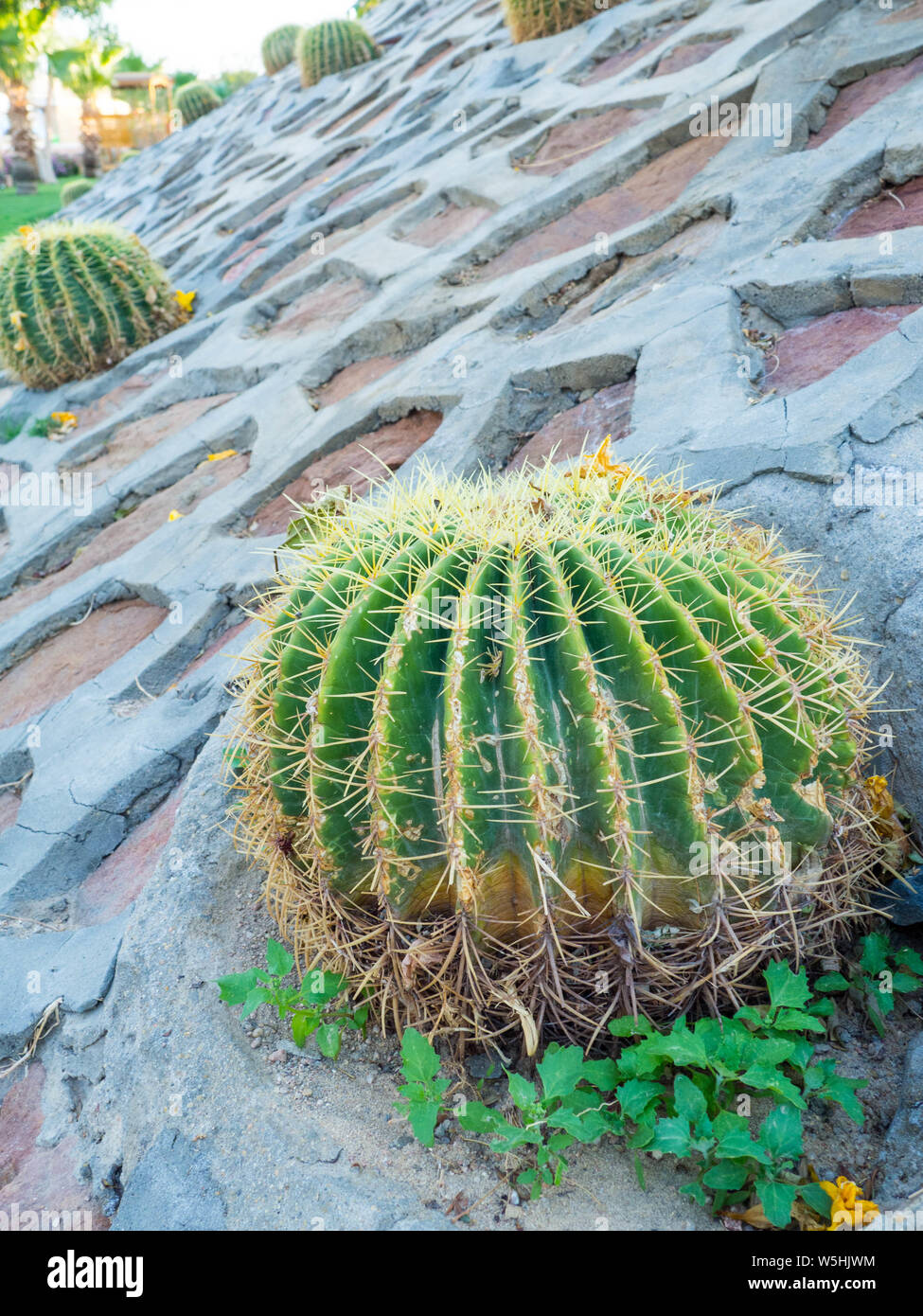 Side view of round cactus with many thorn are decorated in a beautiful ...