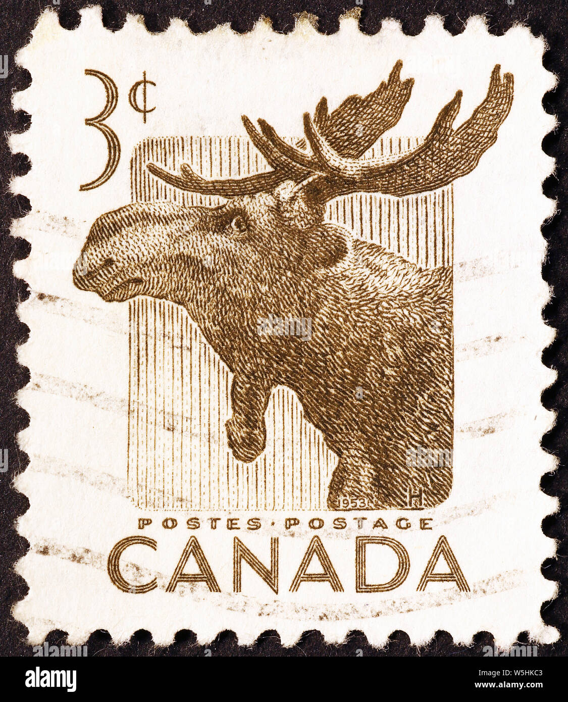 Moose head hi-res stock photography and images - Alamy