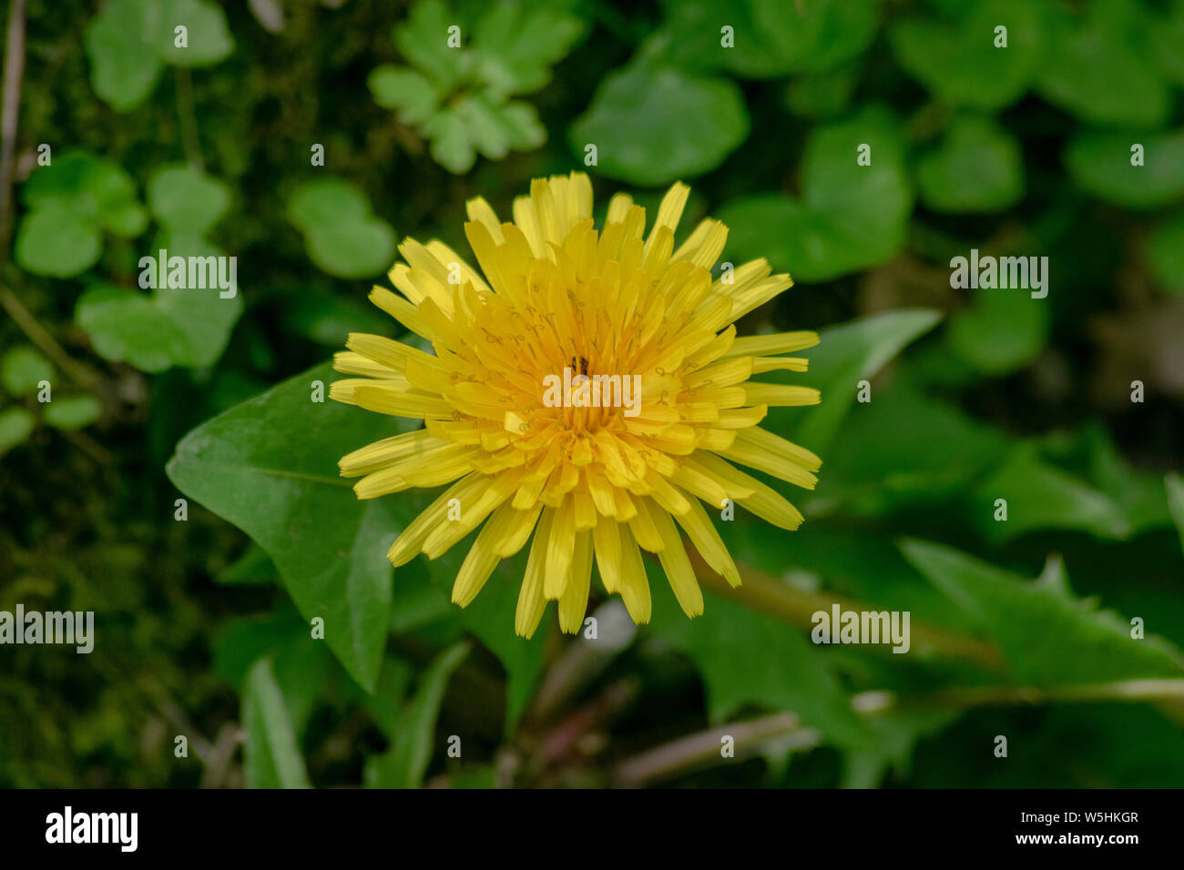 Dandelion flower stem leaf hi-res stock photography and images - Alamy