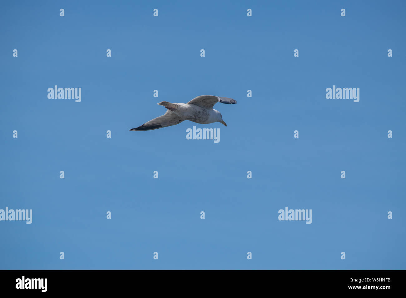 Seagulls fly overhead hi-res stock photography and images - Alamy