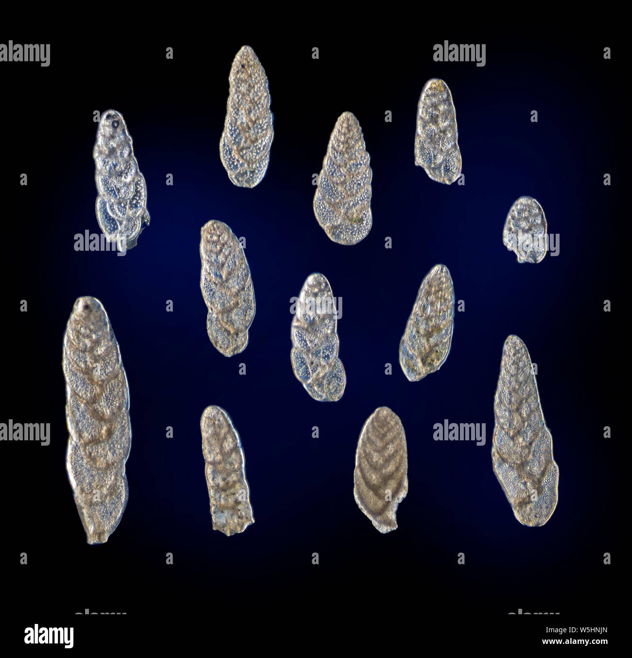 Foraminifera, Mixed Biserial types,Sai Wan, Hong Kong, South China Sea ...