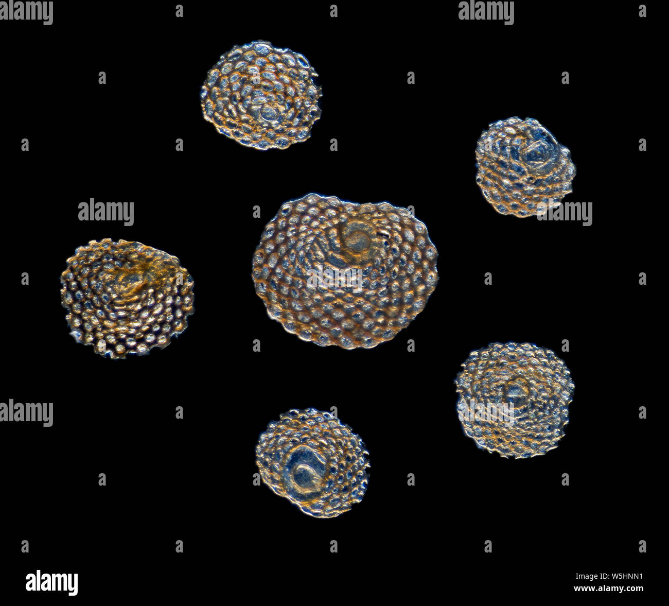 Forams hole bearers hi-res stock photography and images - Alamy