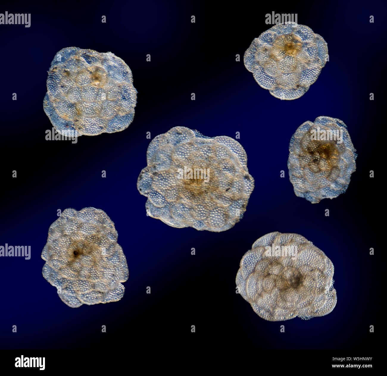 Foraminiferans Live Rock