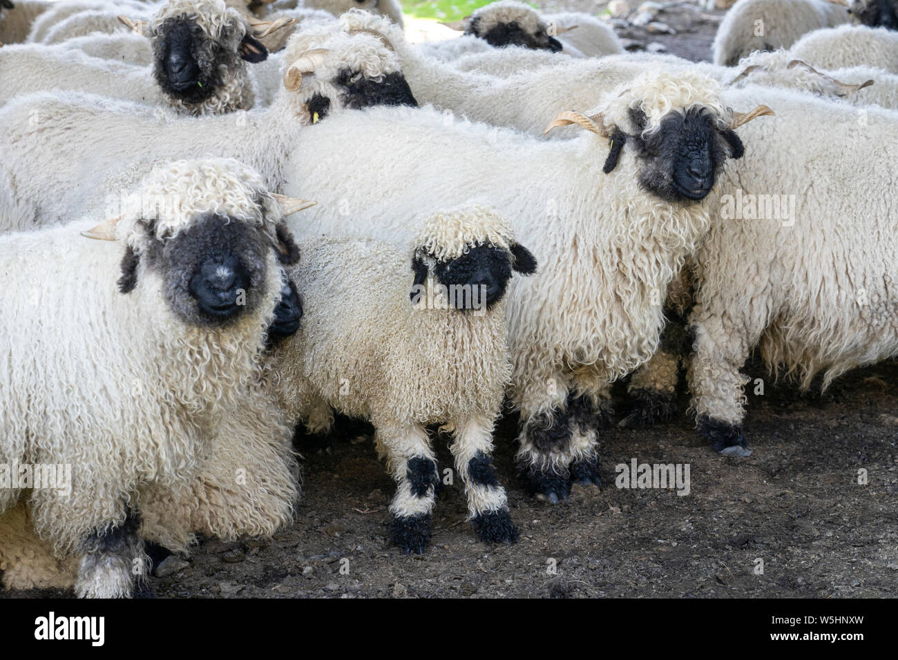 funny black nosed sheep in the mountains of Zermatt, Valais, Wallis ...