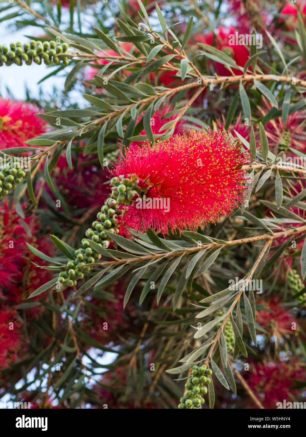 Plant of Callistemon with red bottlebrush flowers and flower buds ...