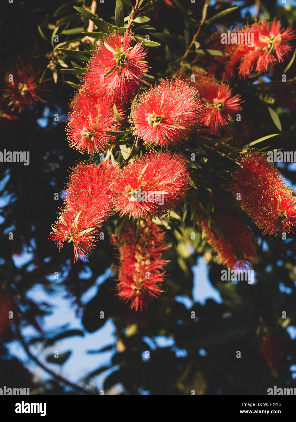 Plant of Callistemon with red bottlebrush flowers and flower buds ...