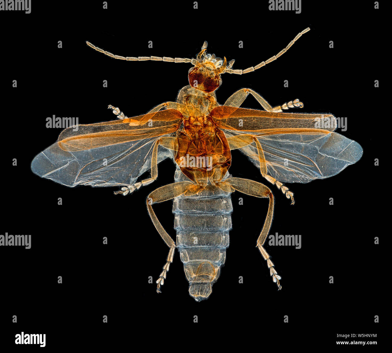 Telephorus hi-res stock photography and images - Alamy