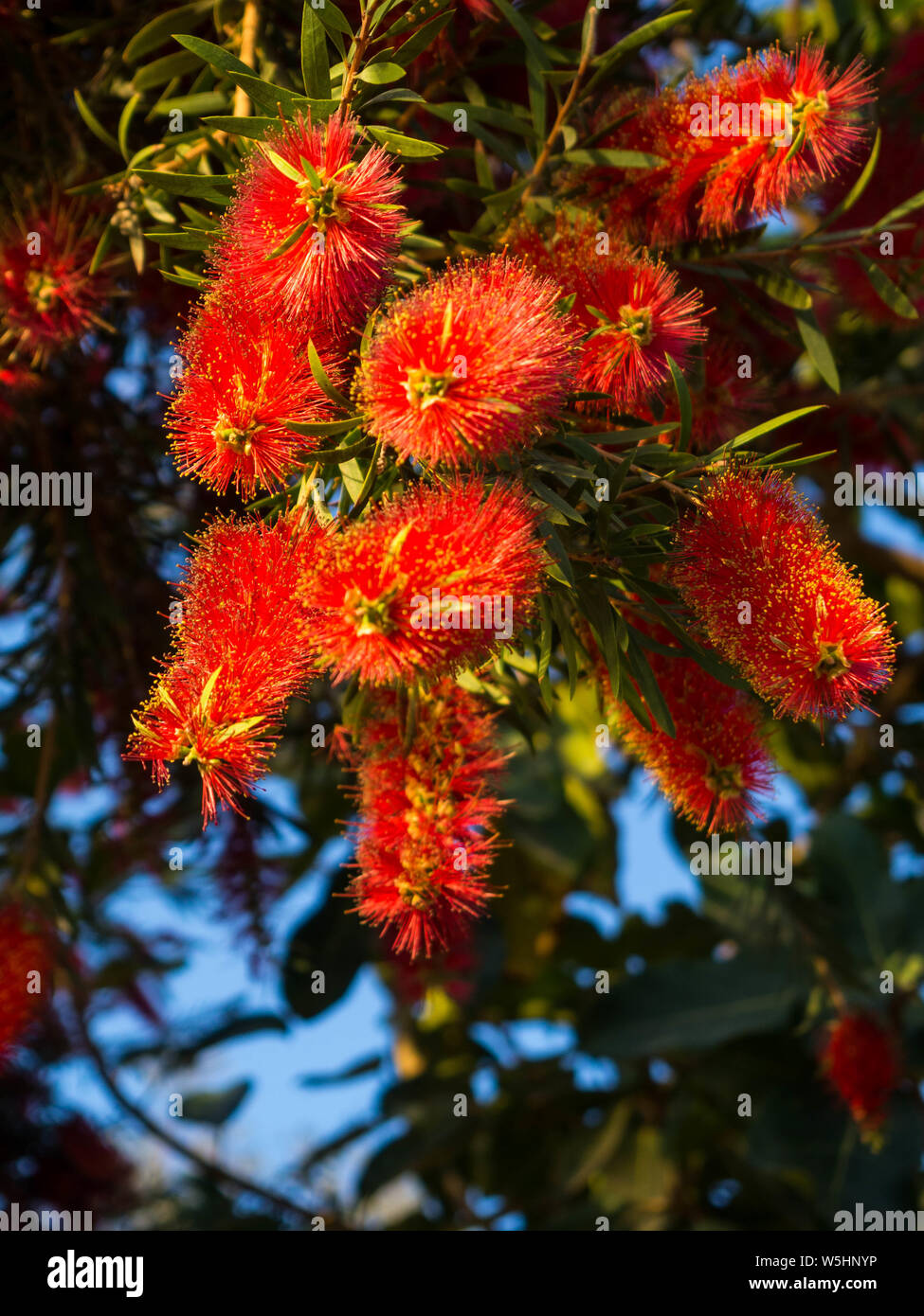 Plant of Callistemon with red bottlebrush flowers and flower buds ...