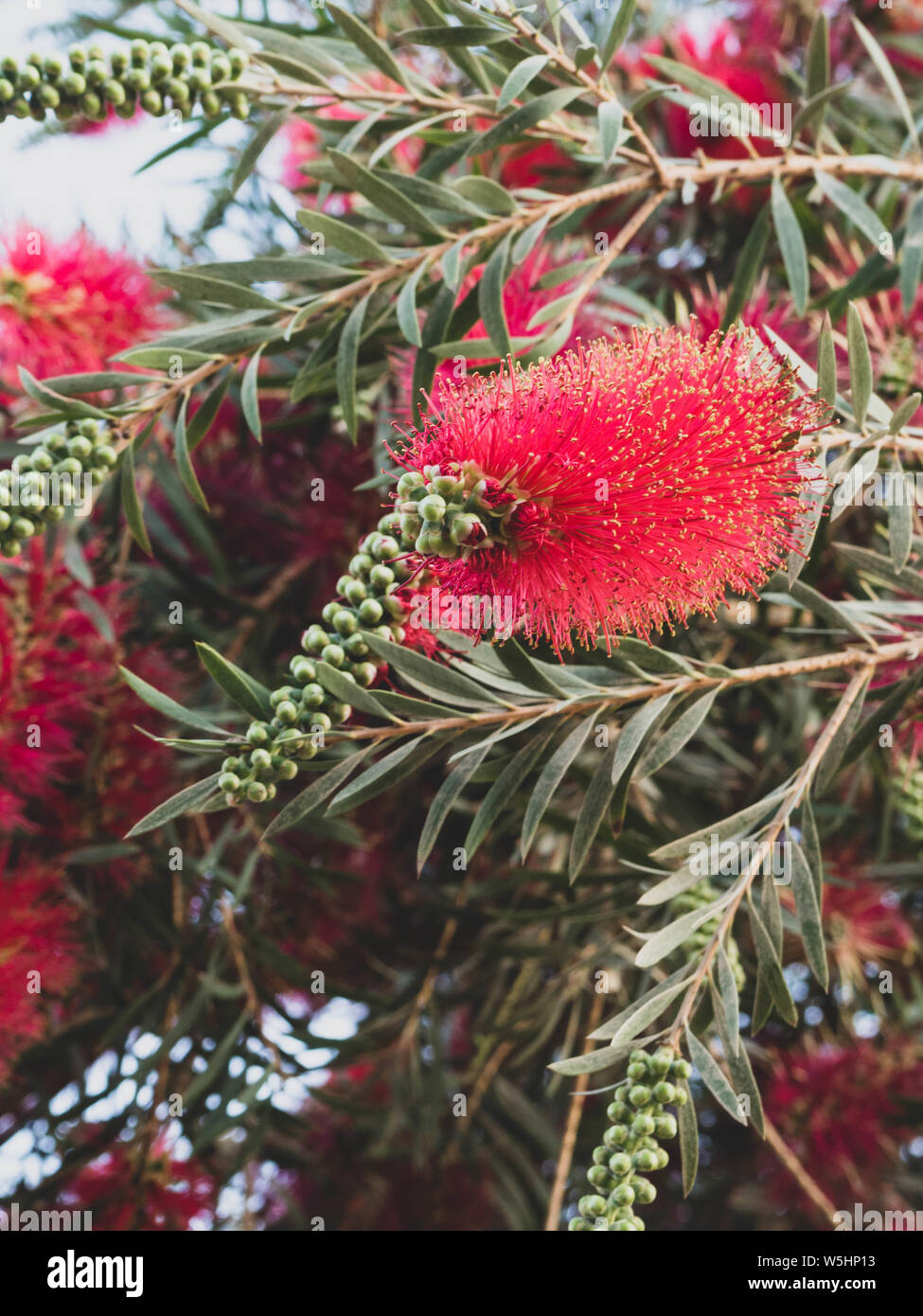 Plant of Callistemon with red bottlebrush flowers and flower buds ...