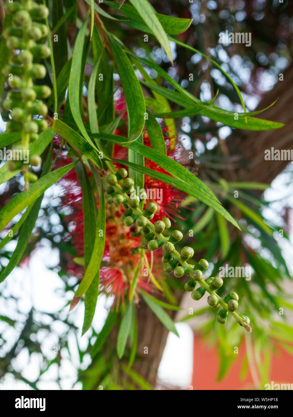 Plant of Callistemon with red bottlebrush flowers Weeping Bottle Brush ...