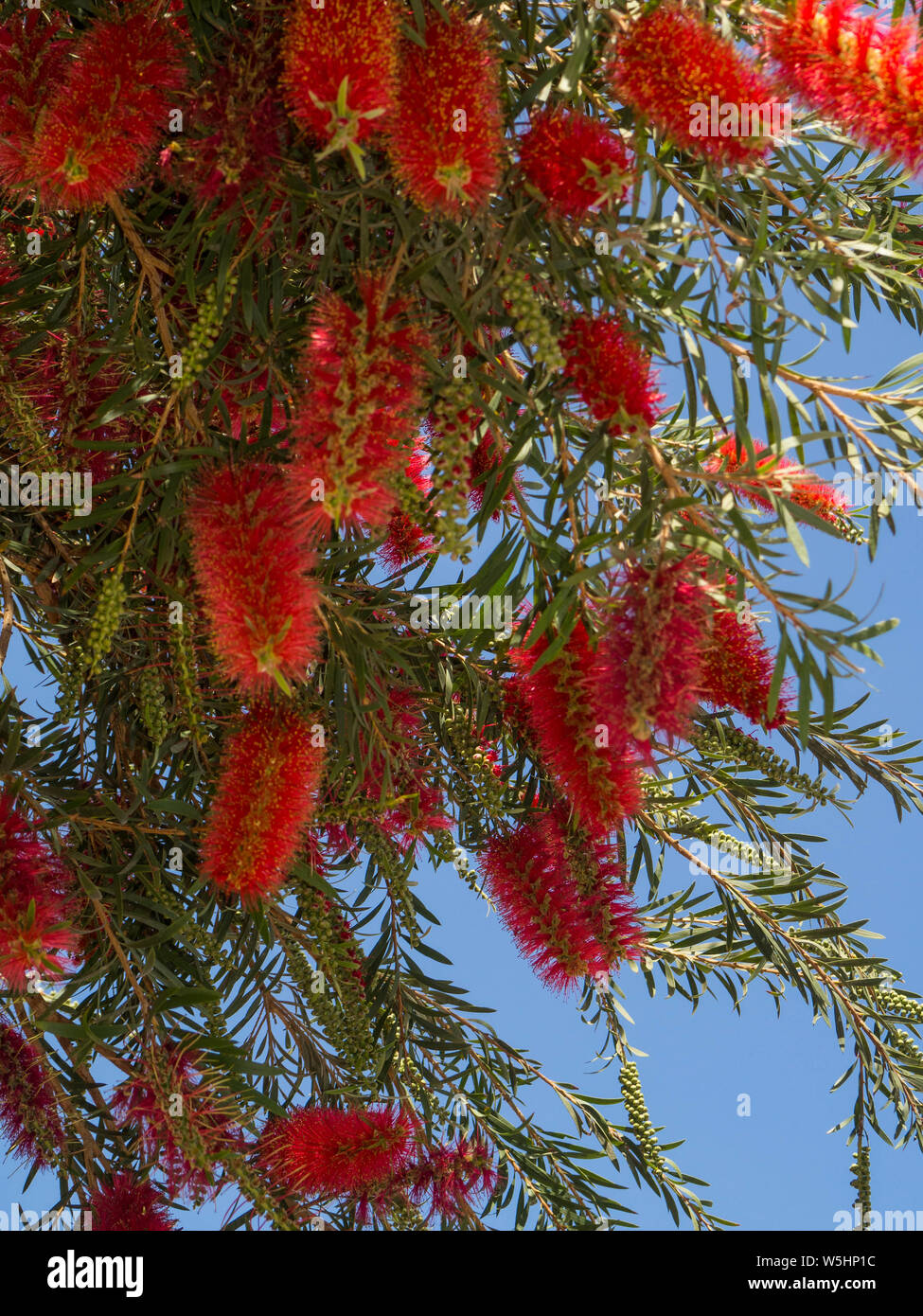 Plant of Callistemon with red bottlebrush flowers Weeping Bottle Brush ...