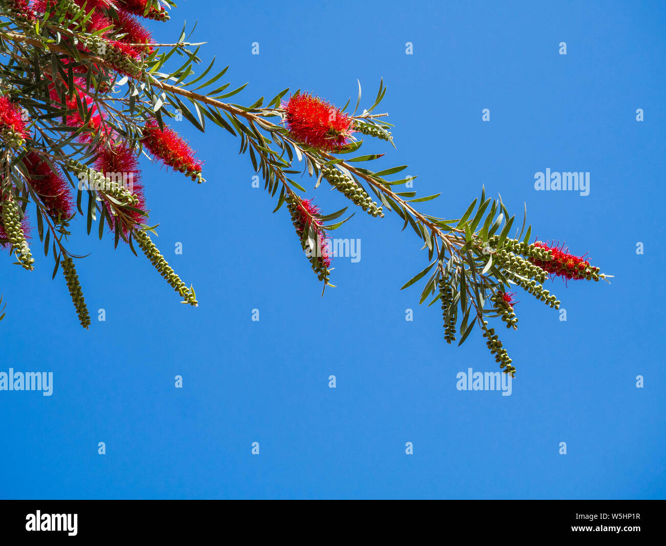 Plant of Callistemon with red bottlebrush flowers Weeping Bottle Brush ...