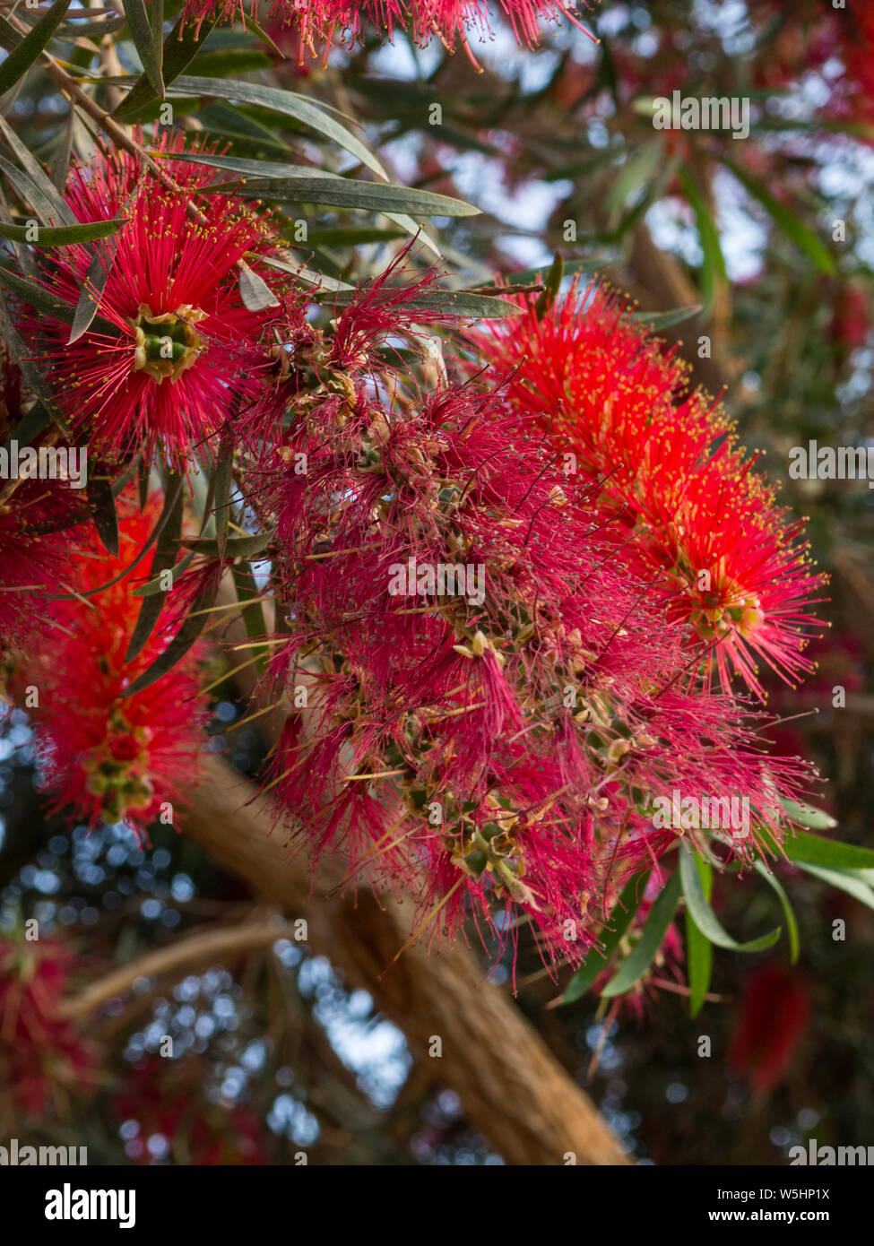 Plant of Callistemon with red bottlebrush flowers and flower buds ...