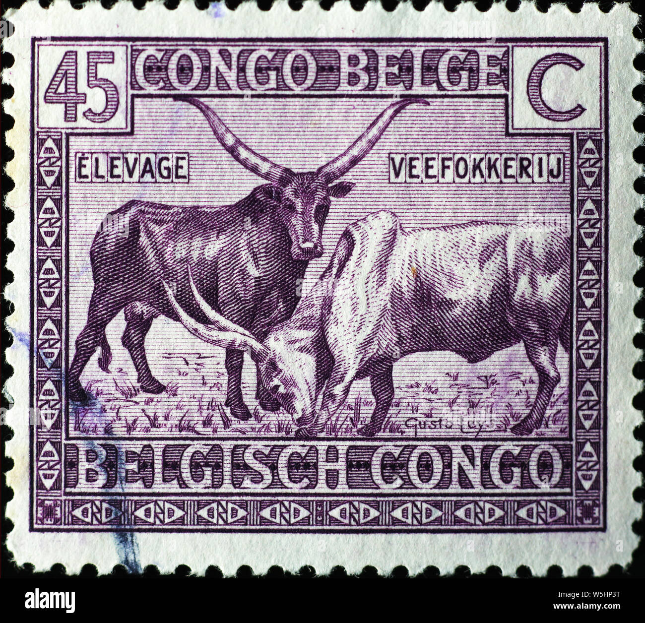 Long horn cattle on vintage stamp of Belgian Congo Stock Photo - Alamy
