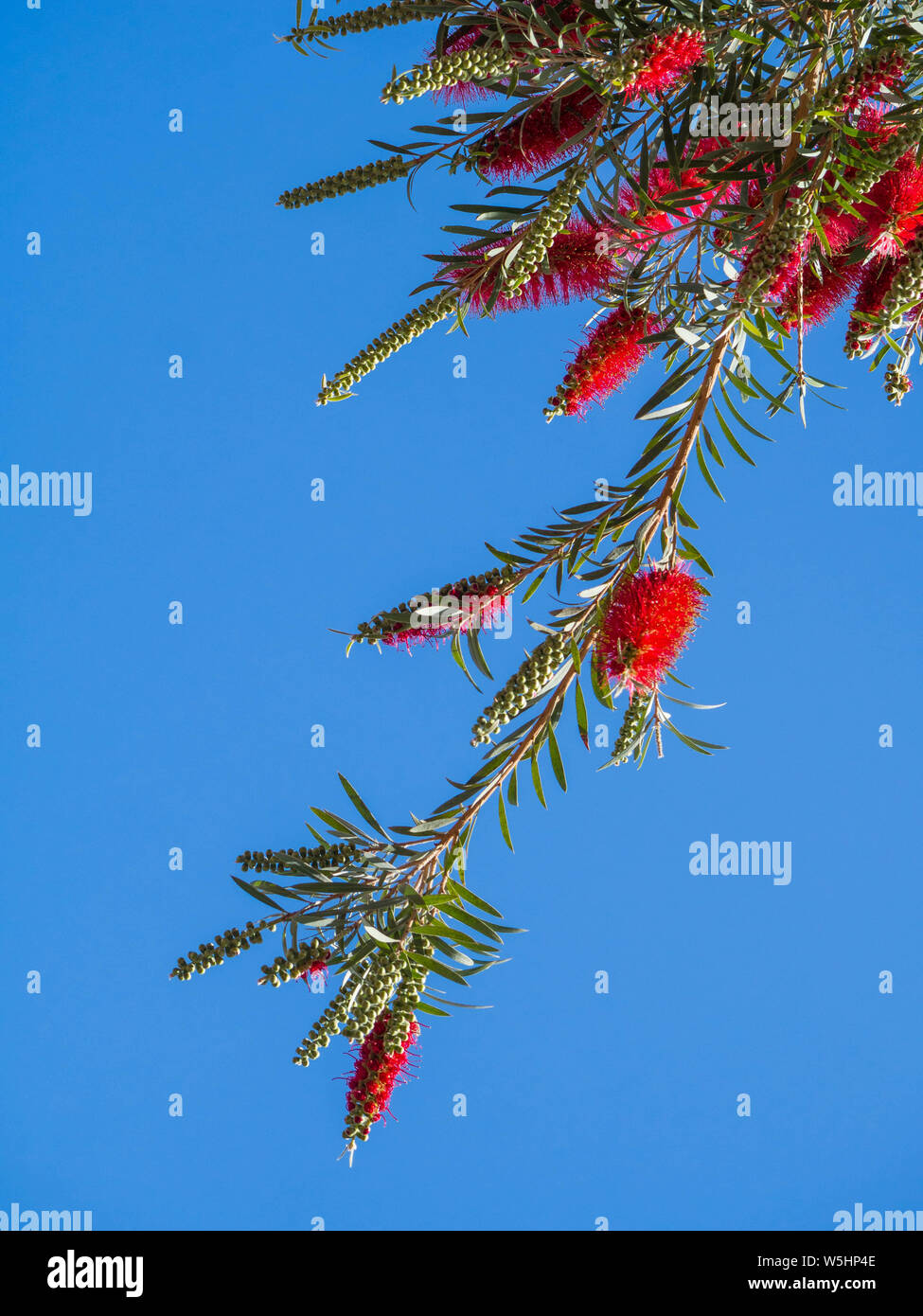Plant of Callistemon with red bottlebrush flowers Weeping Bottle Brush ...
