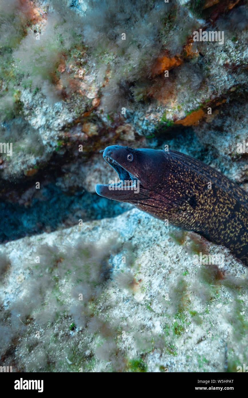 Murene commune hi-res stock photography and images - Alamy