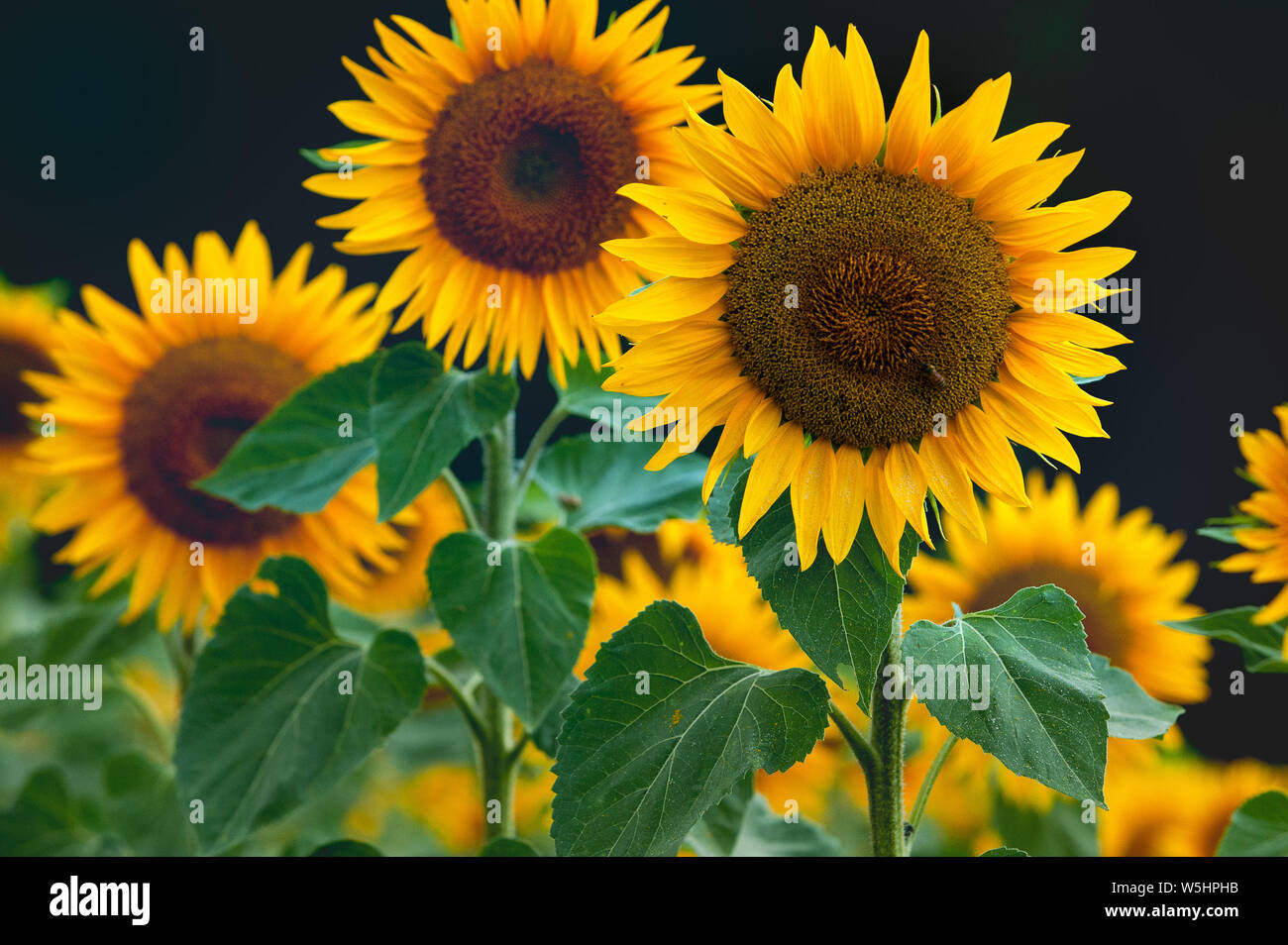 Suflowers hi-res stock photography and images - Alamy