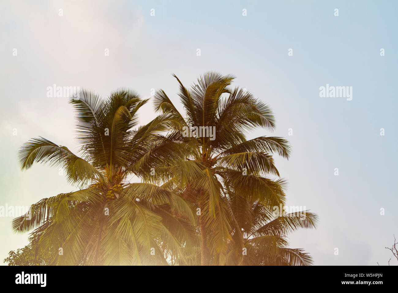 Bottom view of coconut palm tree, toned with sunlight, background with ...