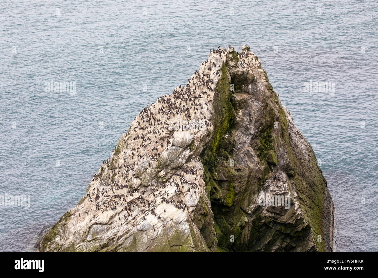 Colony breeding bird hi-res stock photography and images - Alamy