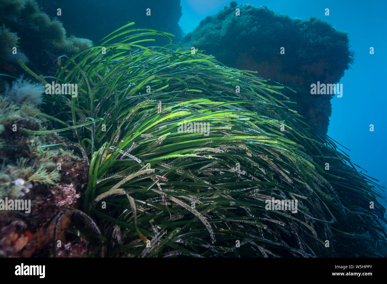Seagrass-Posidonie (Posidonia oceanica) of Méditerranée sea Stock Photo ...
