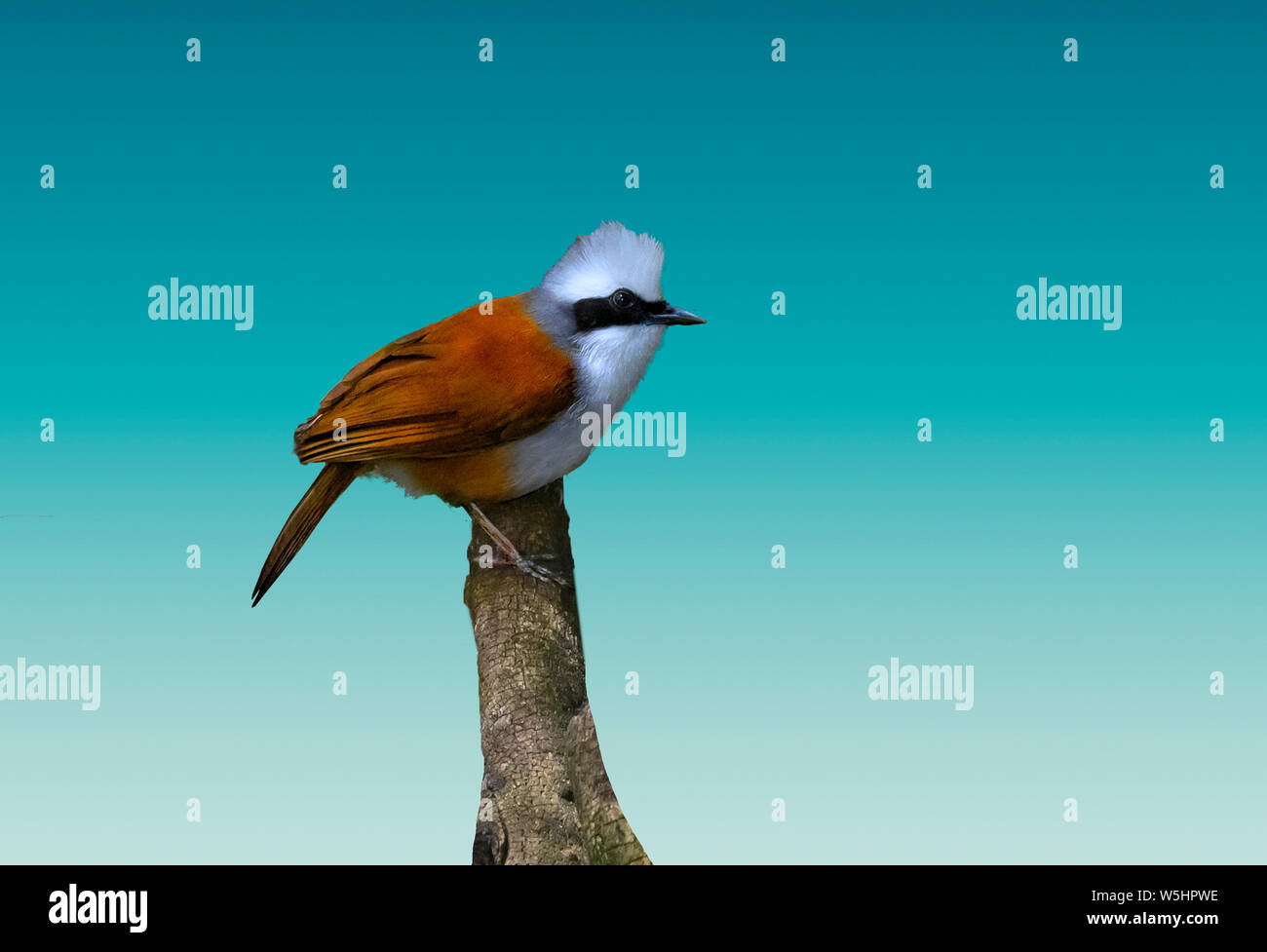 White-crested laughing thrush (Garrulax leucolophus Stock Photo - Alamy