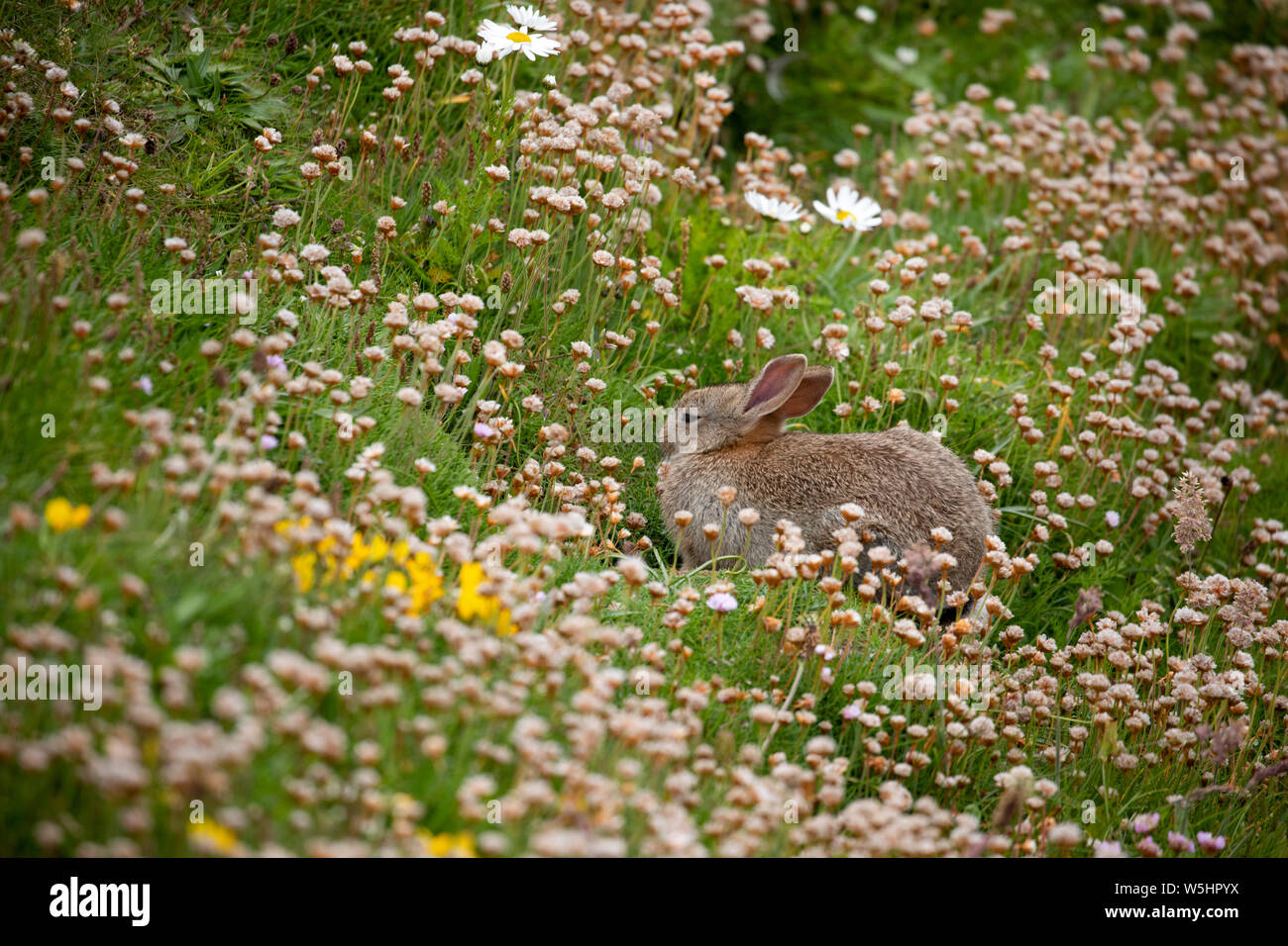 Rabbit among wild flowers at Sumburgh Head, Shetland Stock Photo - Alamy