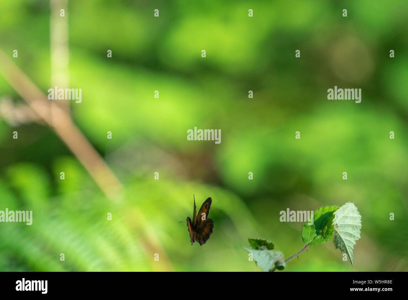 Flying Clouded Yellow Butterfly in Bentley Wood, Salisbury, UK Stock ...