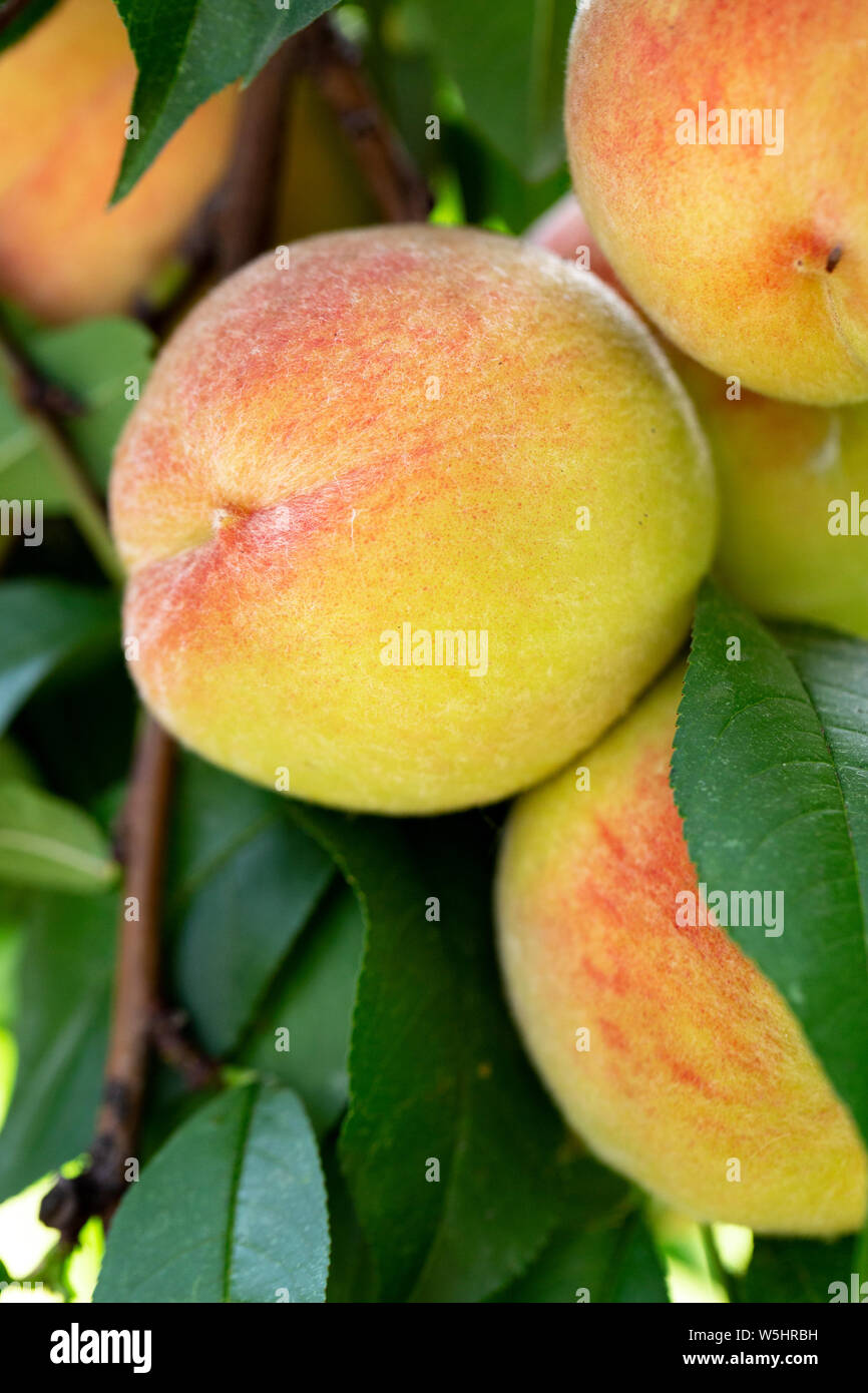 Georgia peach orchard hi-res stock photography and images - Alamy