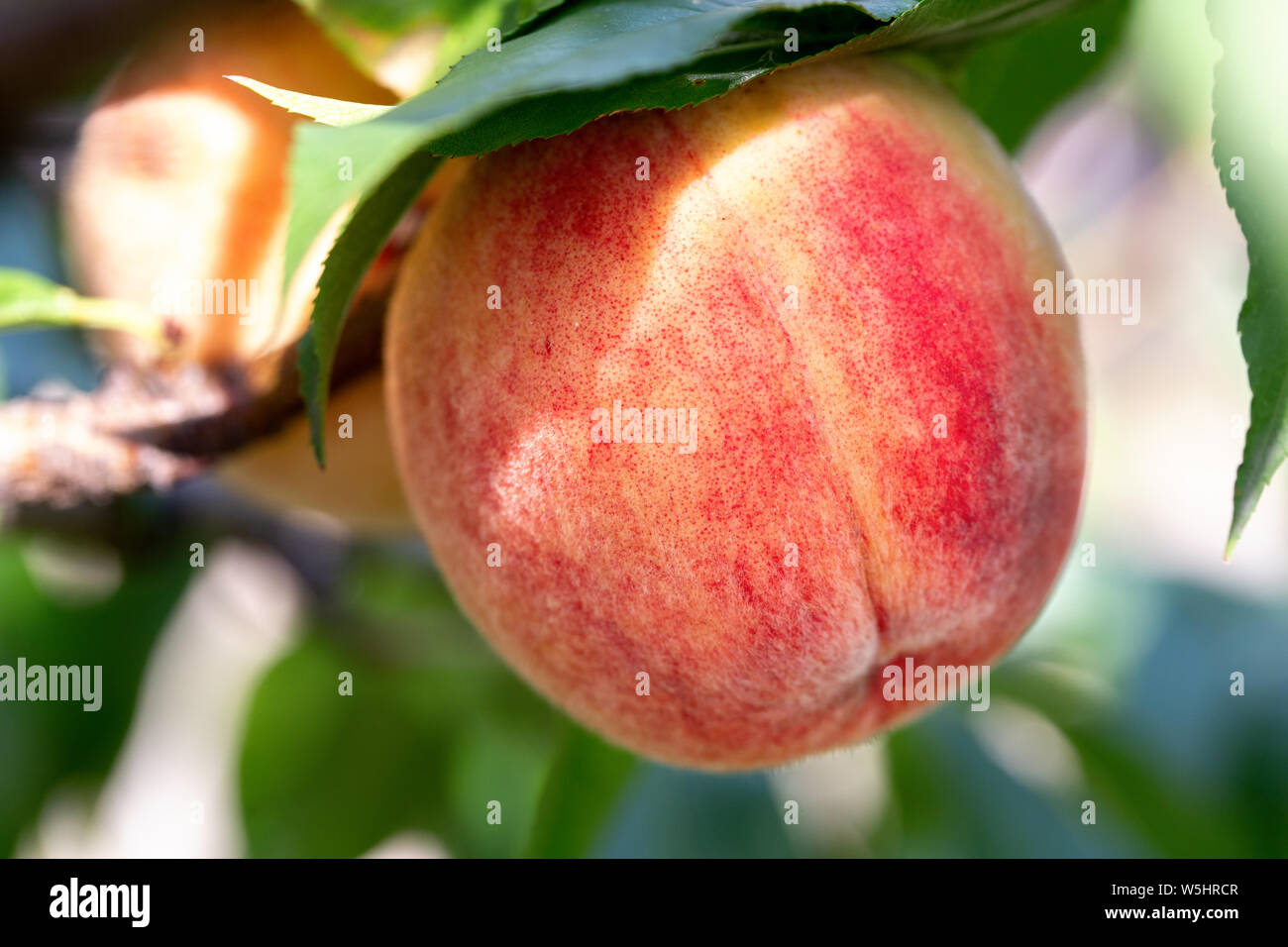 Georgia peach orchard hi-res stock photography and images - Alamy