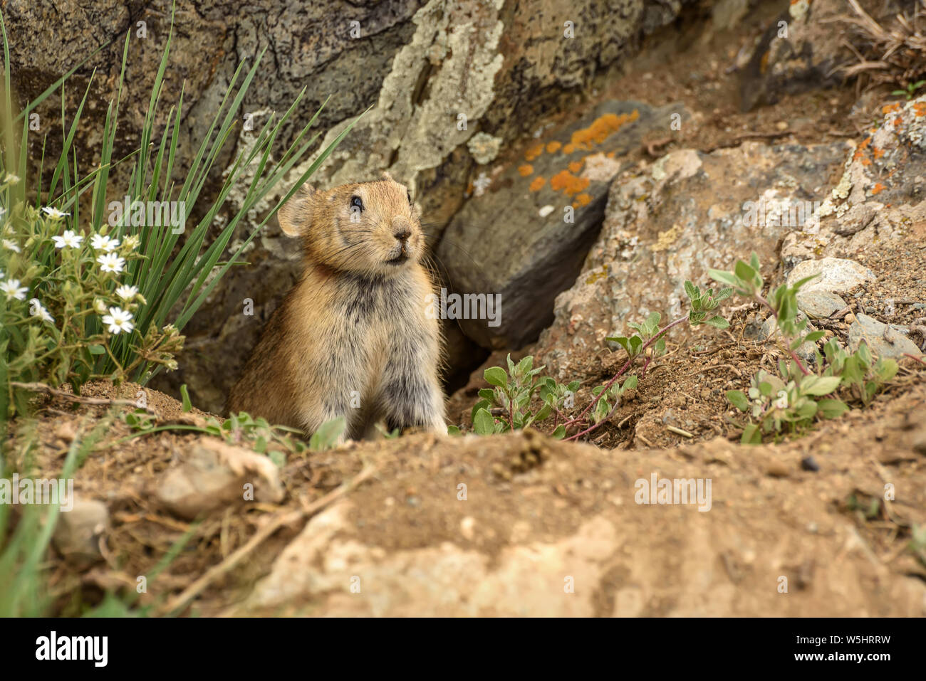 Small curious cute pika (Ochotona) protrudes from the hole in the ...