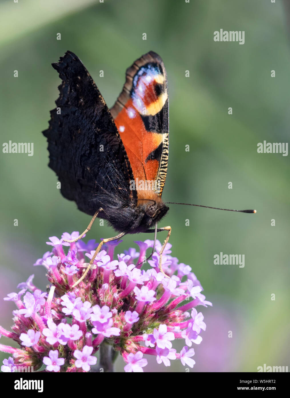 Aglais io closed wings hi-res stock photography and images - Alamy