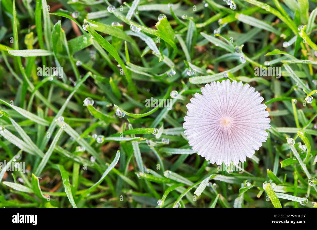 Toadstools in grass hi-res stock photography and images - Alamy