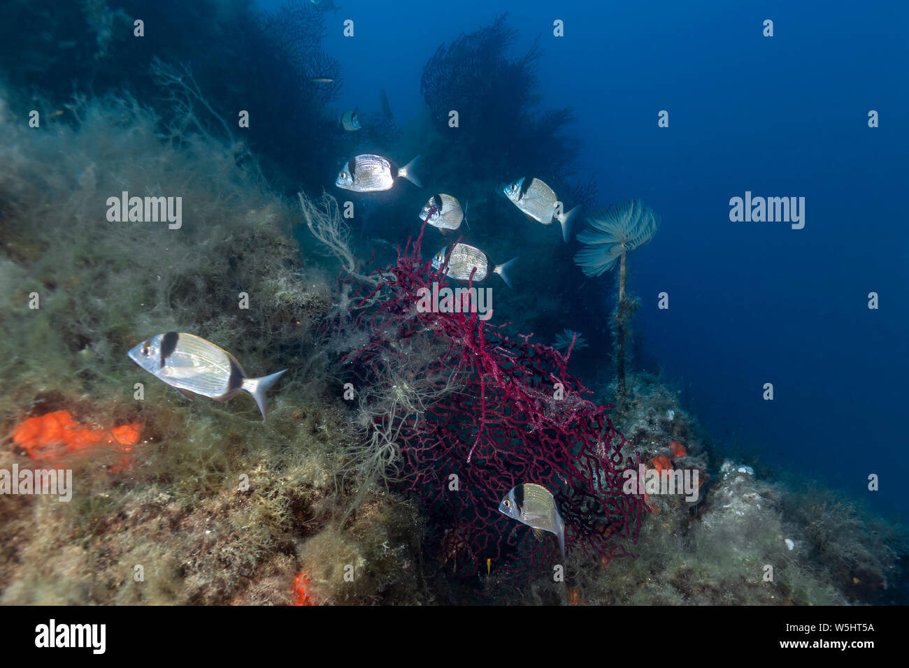 Common seabream hi-res stock photography and images - Alamy