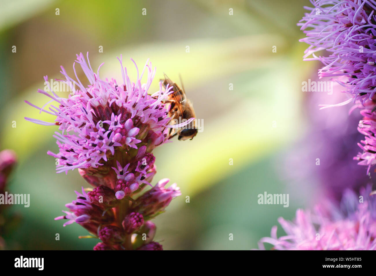 Biene auf pinker Blume Stock Photo - Alamy