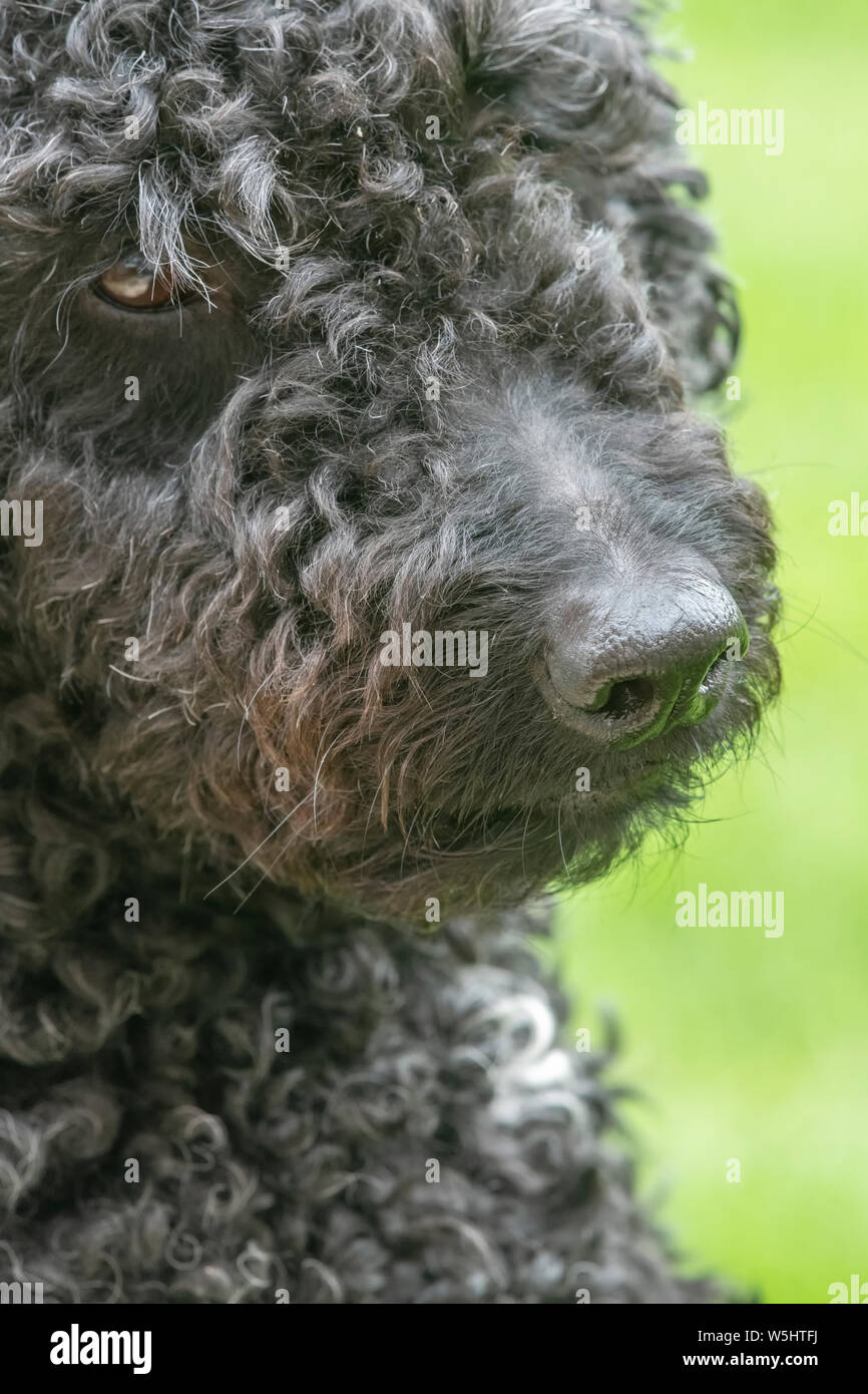 Black labradoodles hi-res stock photography and images - Alamy