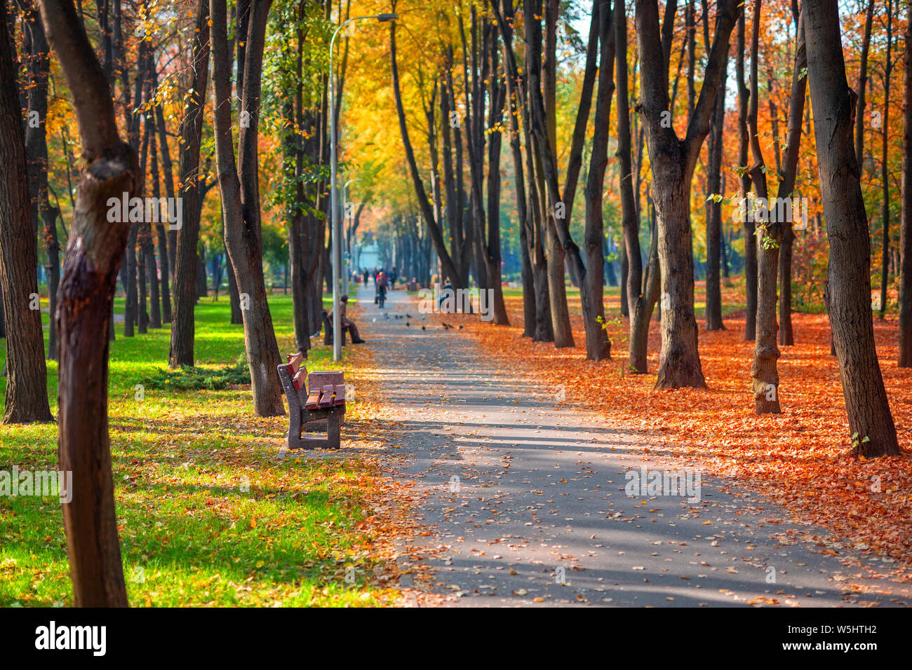 Beautiful scenic early autumn alley with benches between trees and ...