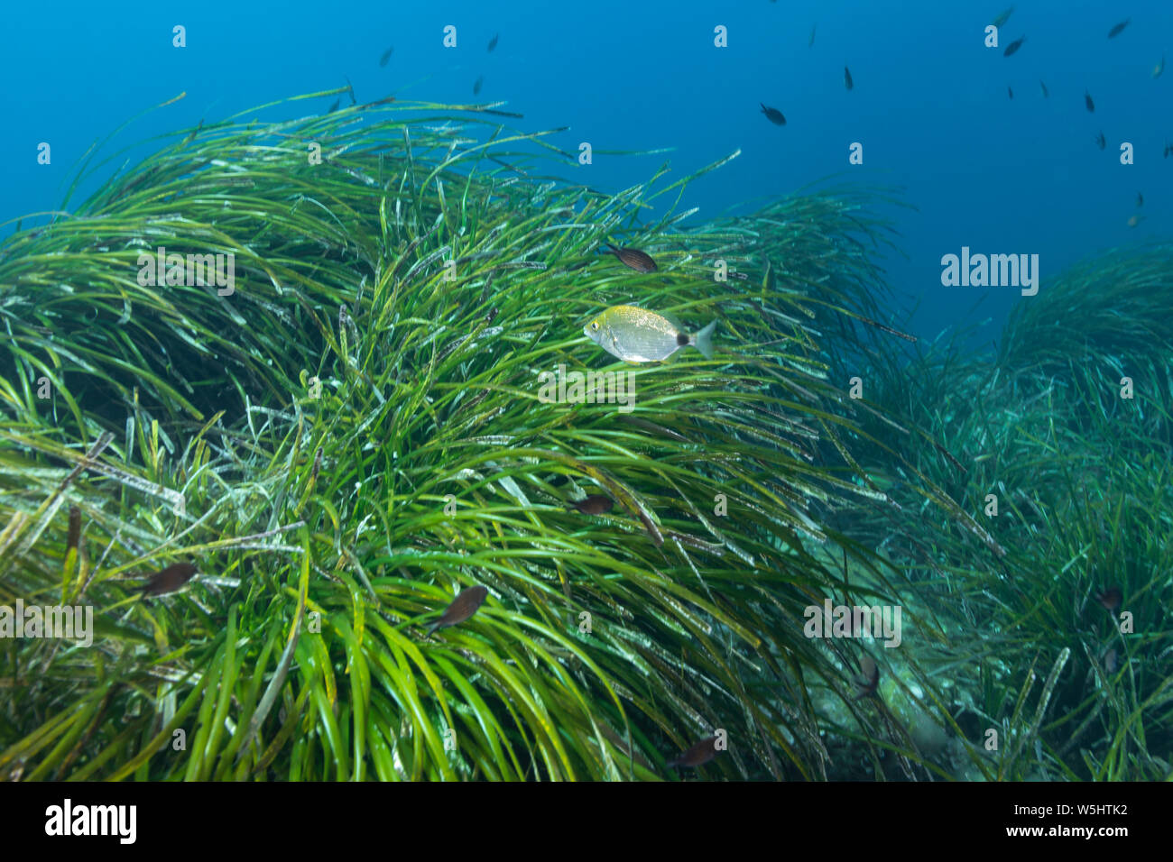 Seagrass-Posidonie (Posidonia oceanica) of Méditerranée sea Stock Photo ...