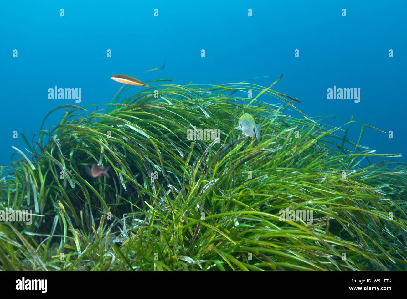 Seagrass-Posidonie (Posidonia oceanica) of Méditerranée sea Stock Photo ...