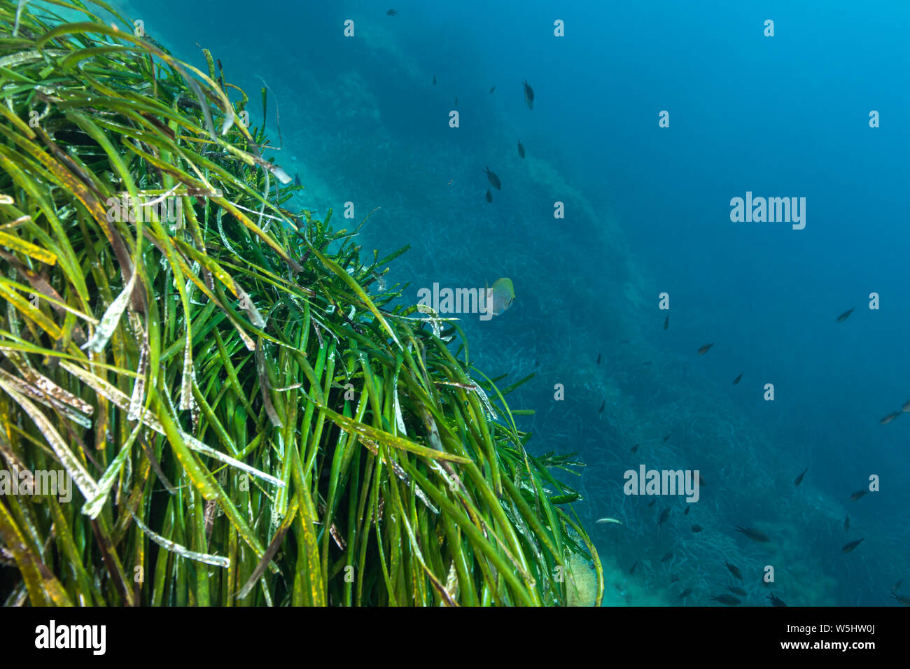 Seagrass-Posidonie (Posidonia oceanica) of Méditerranée sea Stock Photo ...