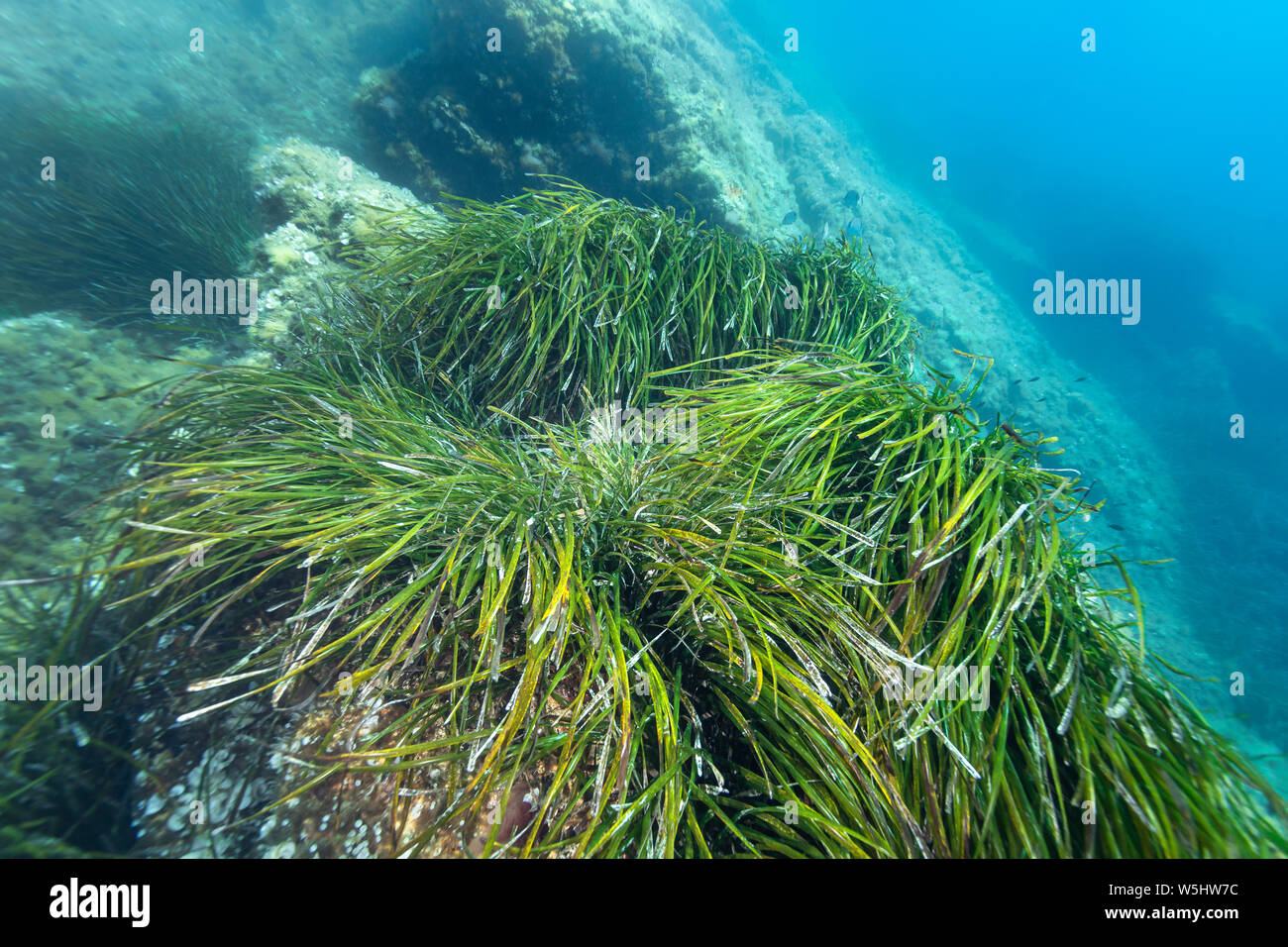 Seagrass-Posidonie (Posidonia oceanica) of Méditerranée sea Stock Photo ...