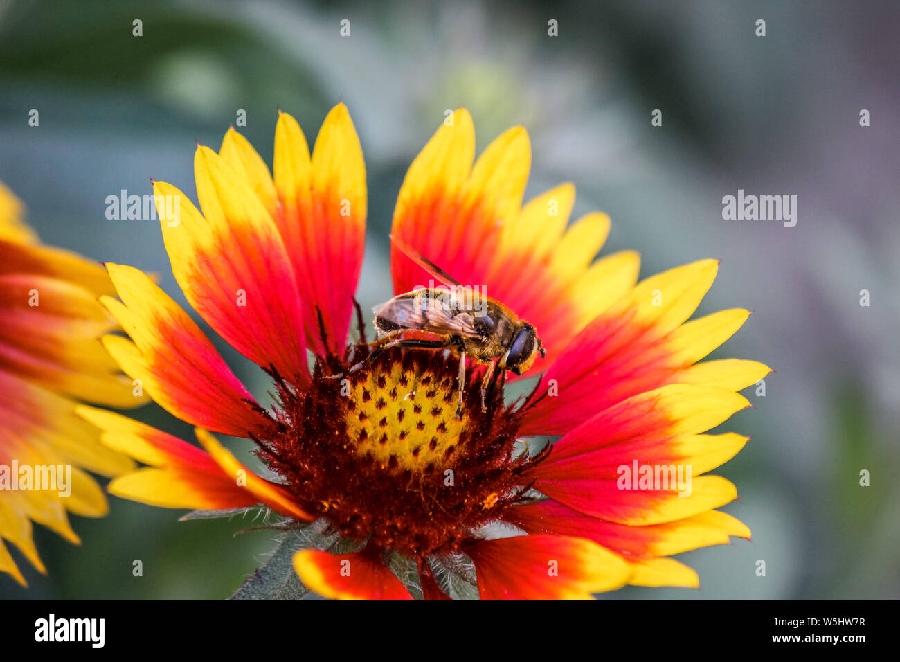 A honey bee is pollinating red and yellow flower. Pollinator ...