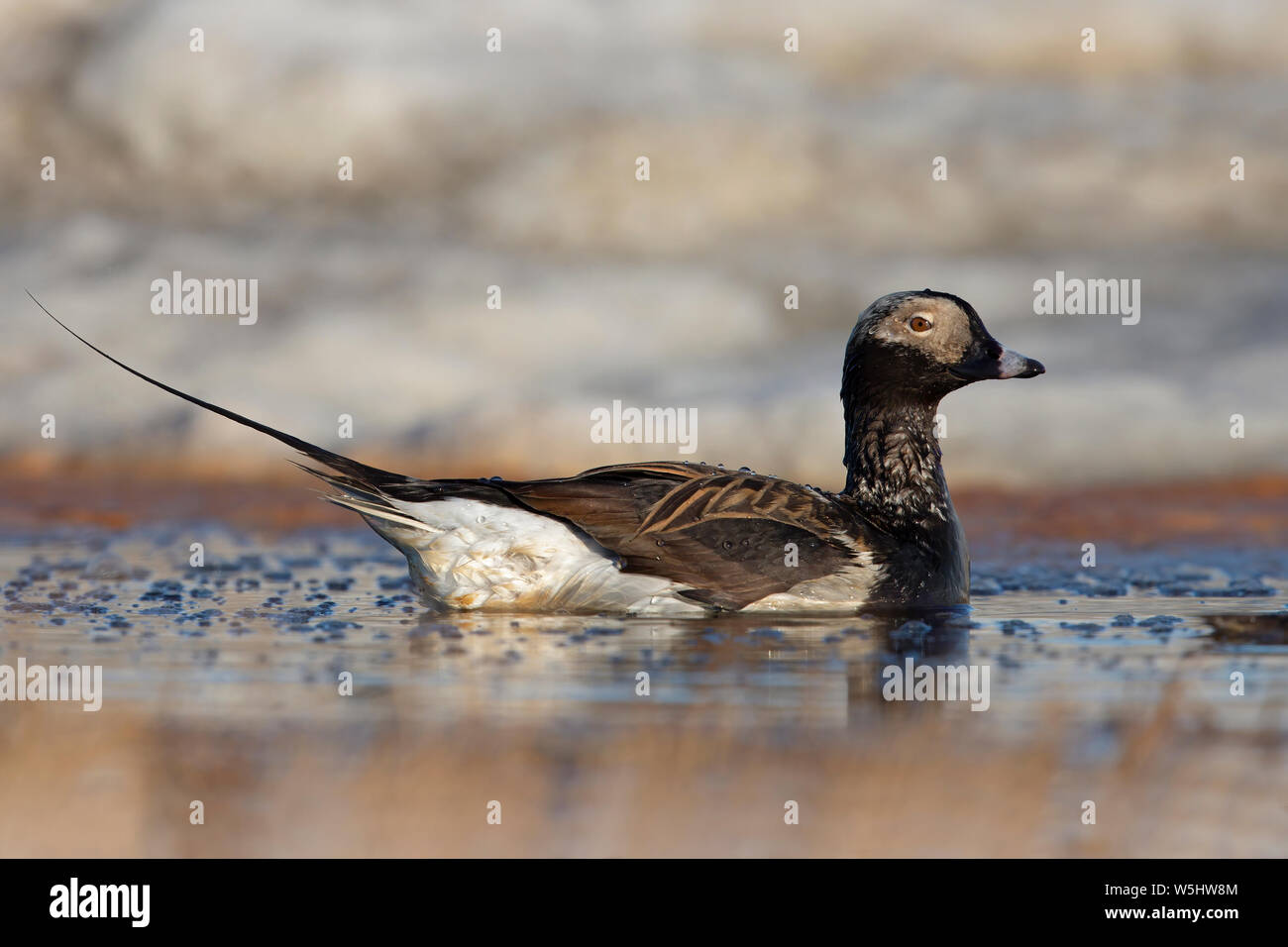 Longtailed duck hi-res stock photography and images - Alamy