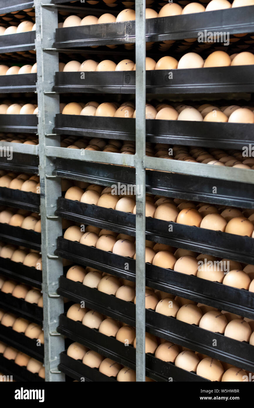 Hatching Tray High Resolution Stock Photography and Images - Alamy