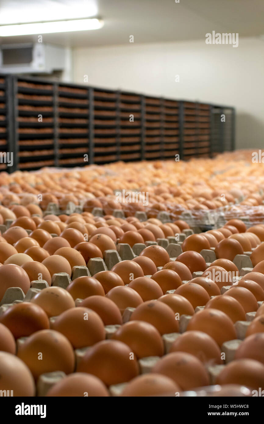 Modern packing, handling and transportation to incubators of high ...
